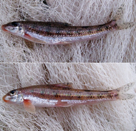 [포토] 멸종위기종 모래주사 암수