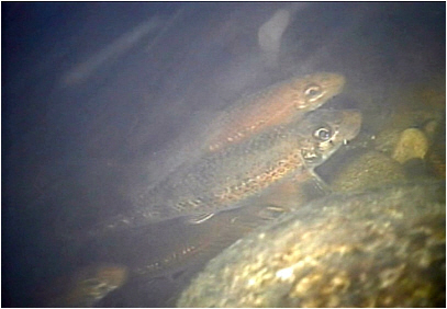 [포토] 멸종위기종 모래주사 산란행동