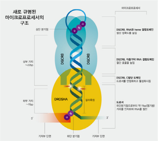 IBS, 세포운명 조절하는 '마이크로RNA' 구조 밝혀내