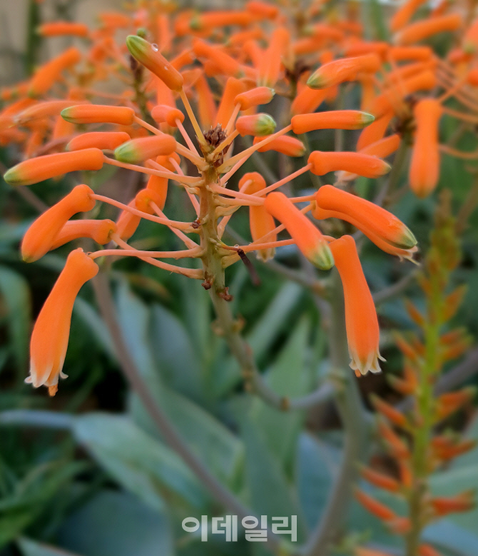 [포토] 국립생태원 Aloe massawana