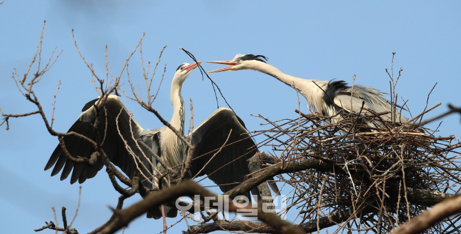 [포토]'왜가리 부부의 둥지 만들기'