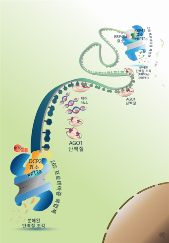 DGIST-IBS, 생명현상 근원 '유전자 발현 원리' 규명