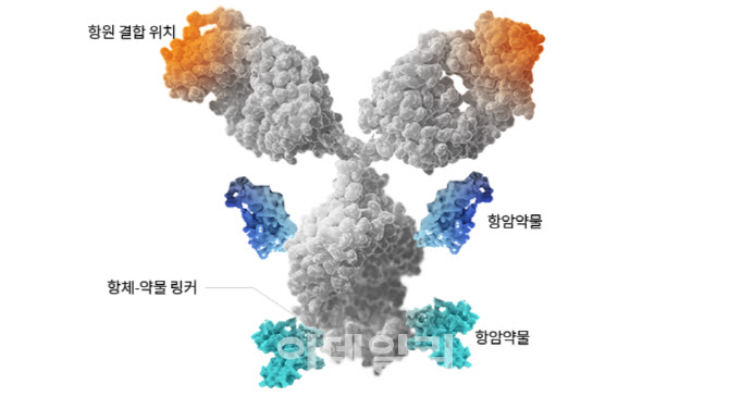 혈액암·고형암 누비는 ADC 신약, 항암 시장 대어로 급부상 - 팜이데일리